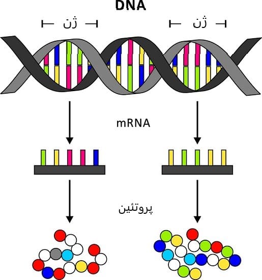 DNA چیست؟ (آشنایی با ساختار و عملکرد آن در 6 گام)